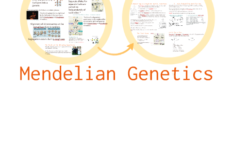 AP Bio- Information 9: Intro to Mendelian Genetics by Kelly Bowers on Prezi