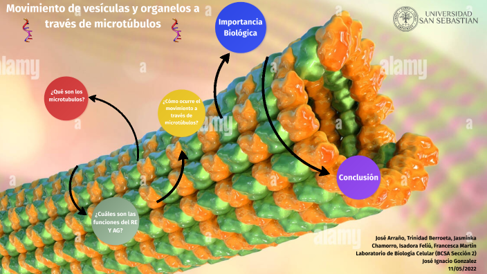 Microtubulos by Pepe Arraño on Prezi