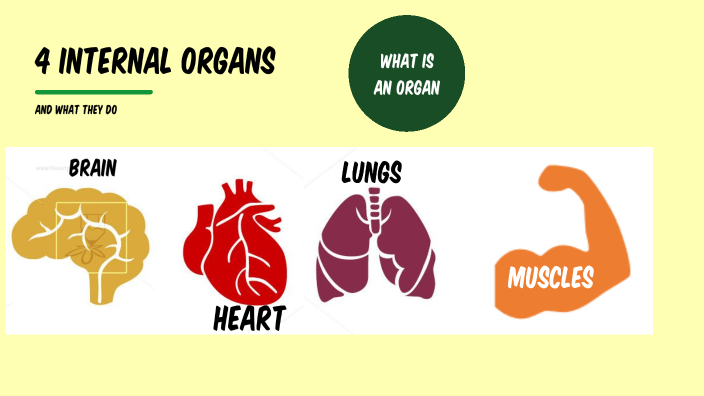 4 internal organs by Saqillah Gleeson on Prezi