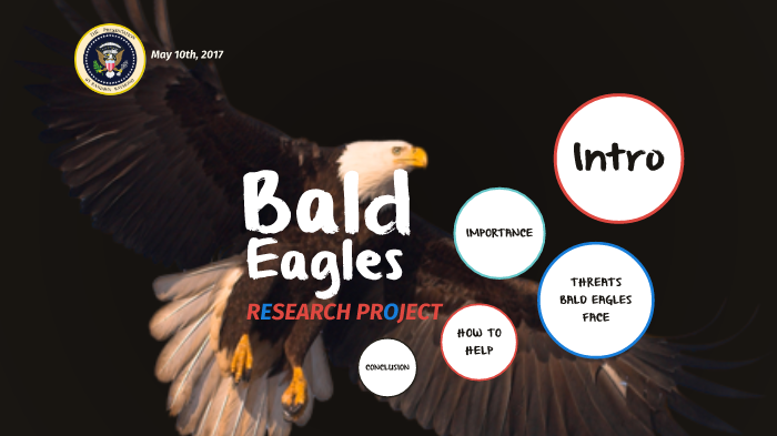 Bald Eagle -- Research Project by Rashawn Raymond on Prezi