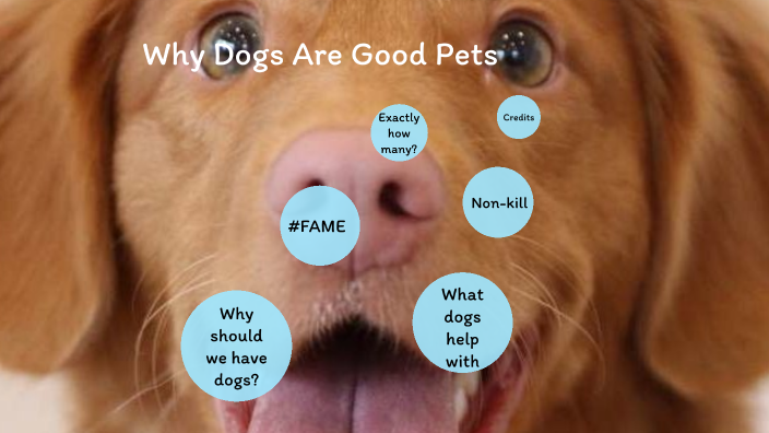 Why dogs make good pets by Lauren Harmon on Prezi