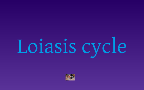 Loiasis life cycle by Laura Mesler on Prezi