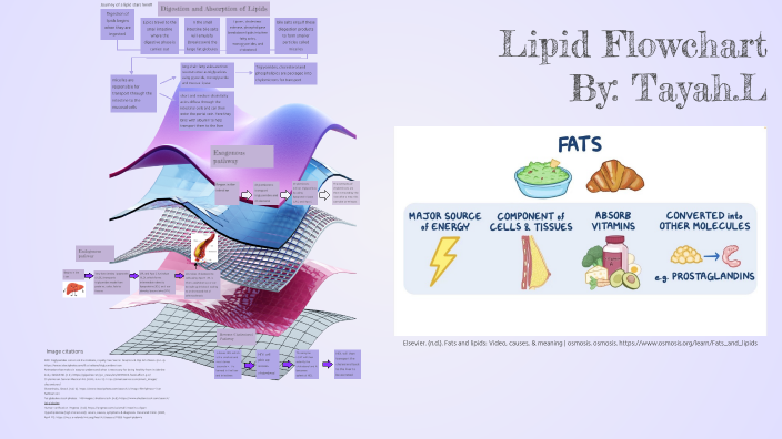Lipid Flowchart by tayah livingston on Prezi