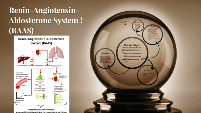 Renin-Angiotensin- Aldosterone System ! (RAAS) by Trinity Stone on Prezi