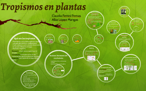 Tropismos en plantas by Claudia Vaya por Dios on Prezi