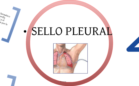 SELLO PLEURAL by ZUZY BUS on Prezi