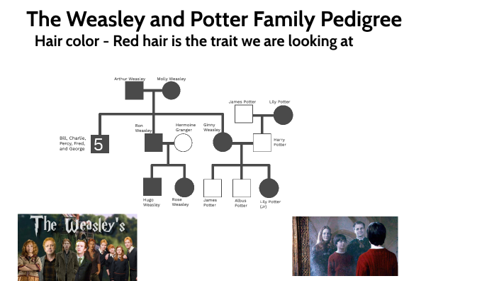 Pedigree of the Weasley/Potter Families by Megan Mulder on Prezi