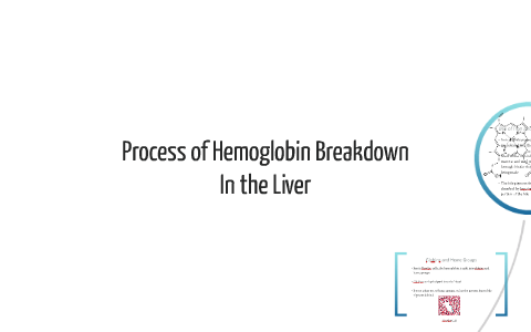 Process of Hemoglobin Breakdown by Samantha Howard on Prezi