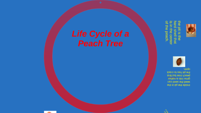 Life Cycle of a Peach Tree by Jonah by Kirven Whittenberg on Prezi