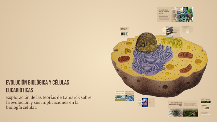 Evolución Biológica y Células Eucarióticas by martha veronica espinales ...
