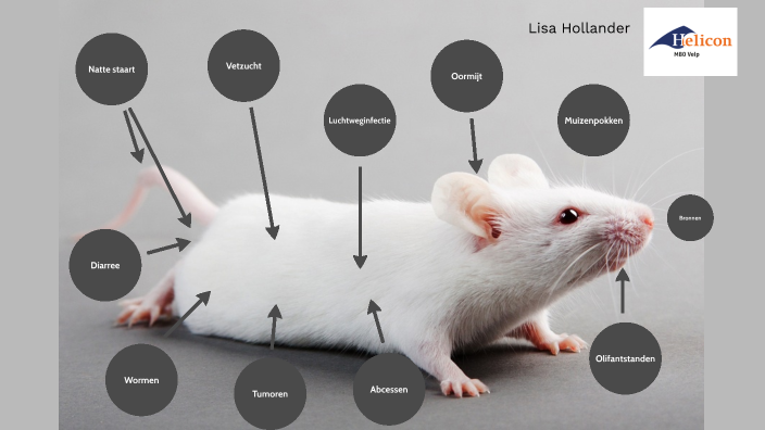 prezi ziektes muis by Lisa hollander on Prezi