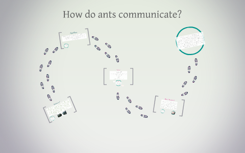 How do ants communicate? by Mel Bender on Prezi