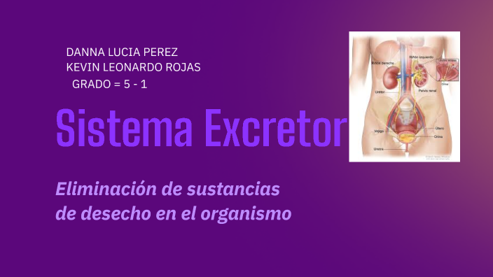 Sistema Excretor by DANNA LUCIA PEREZ LOAIZA on Prezi