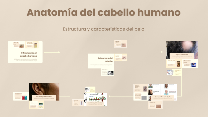 Anatomía del cabello humano by ALEXIS BERMUDEZ ESTRADA on Prezi