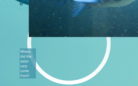 where did the asian carp come from by Trent Rutledge on Prezi