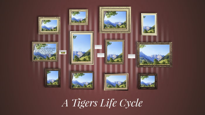 A Tigers Life Cycle By Shay S On Prezi
