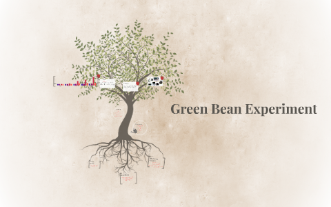 Green Bean Experiment by lilian le on Prezi
