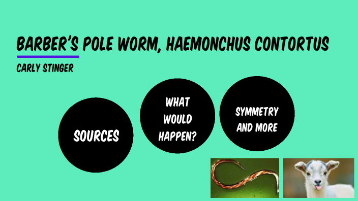Summative Parasitic Worm Project by Carly Stinger on Prezi