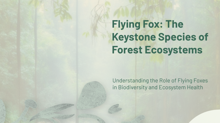 Flying Fox: The Keystone Species of Forest Ecosystems by Alana McMahon ...