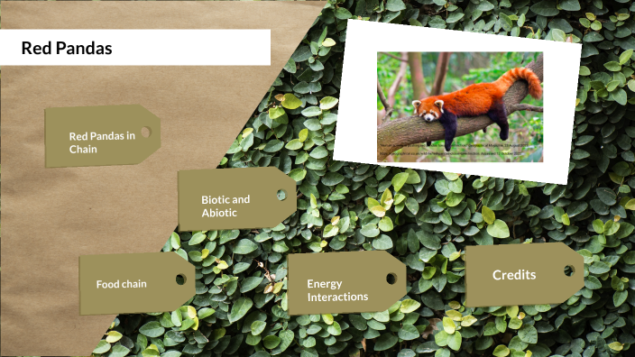 Red pandas by NS - 07DA 801687 Centennial Sr PS on Prezi