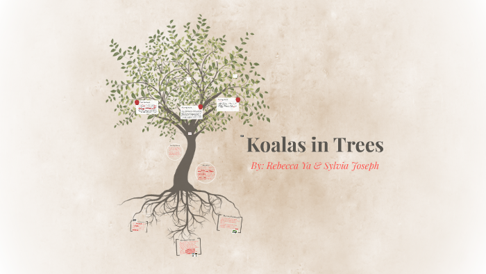 The Phylogenetic Tree of Koalas by Rebecca Ya on Prezi