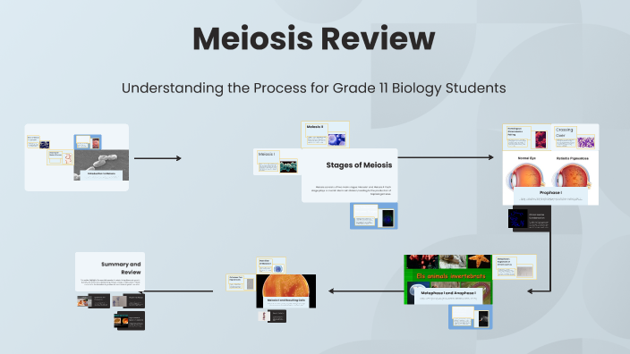 Meiosis Review by Reid Dawson on Prezi
