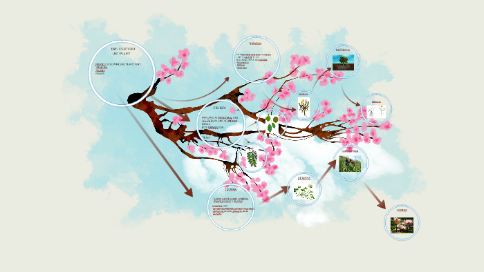COMPONENTELE PLANTEI by Nicoleta Belcea on Prezi