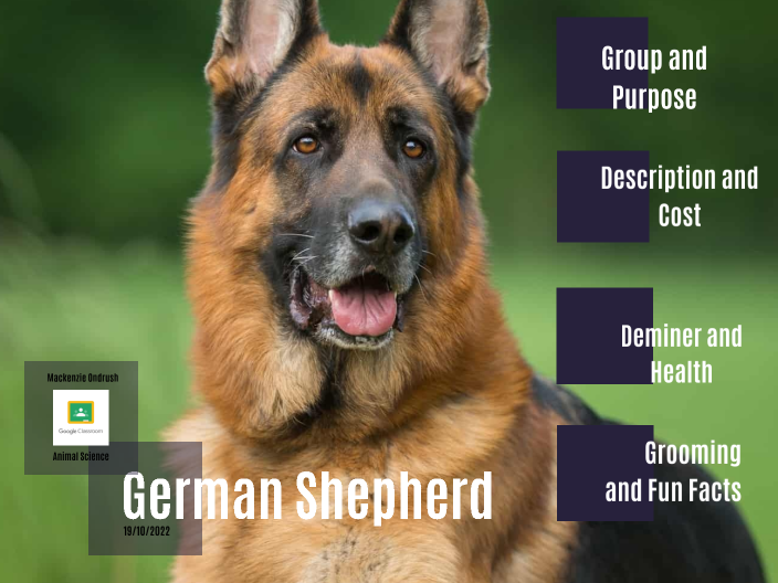 Dog Breed Project by Mackenzie Ondrush on Prezi