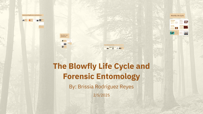 The Blowfly Life Cycle and Forensic Science by Brissia A. Rodriguez ...