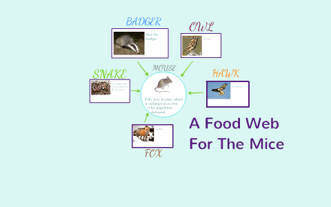 Science Food Web Collapse by alice zhang on Prezi