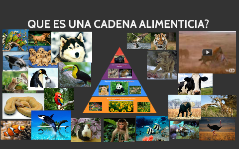 QUE ES UNA CADENA ALIMENTICIA? by BARON JAVIER on Prezi
