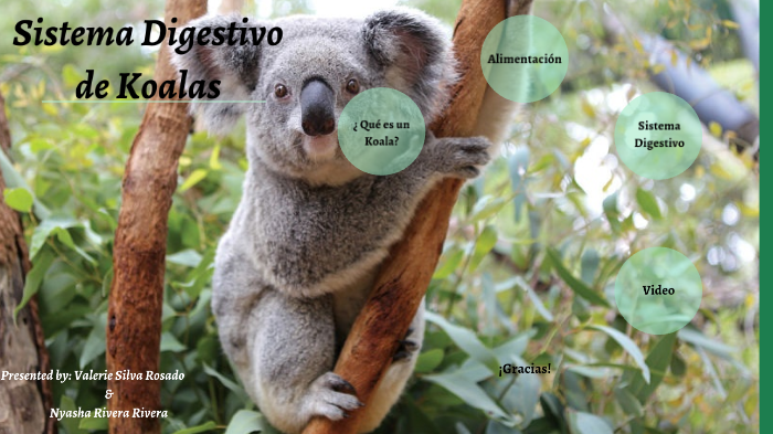 Sistema Digestivo Koala by Valerie Silva Rosado on Prezi