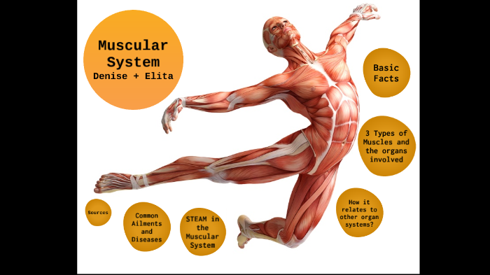 Muscular System_Biology by Elita Uch on Prezi