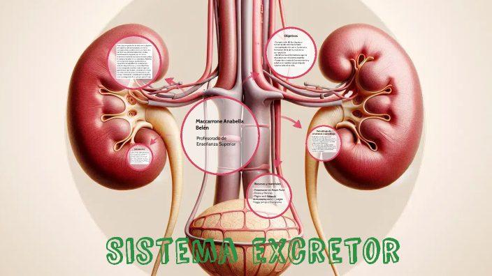 Sistema excretor by Anabella Maccarrone on Prezi