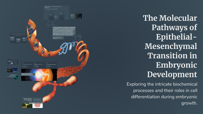 The Molecular Pathways of Epithelial-Mesenchymal Transition in ...
