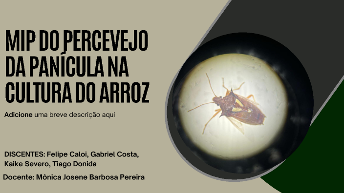 MIP DO PERCEVEJO DA PANÍCULA NA CULTURA DO ARROZ by Kaike Severo on Prezi