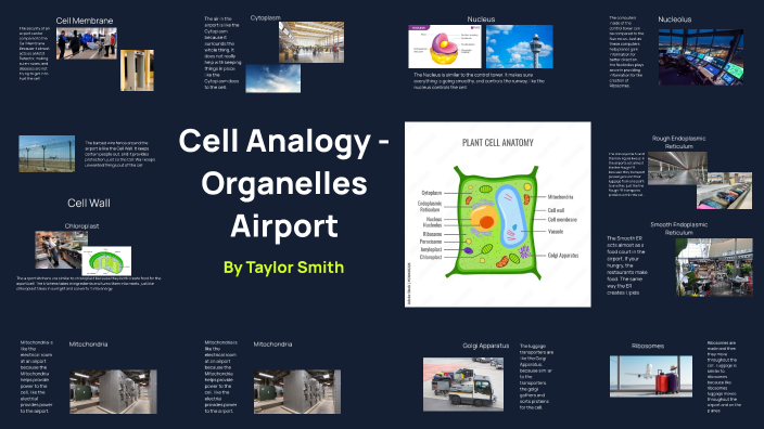 Cell Analogy - Organelles by Taylor Smith on Prezi