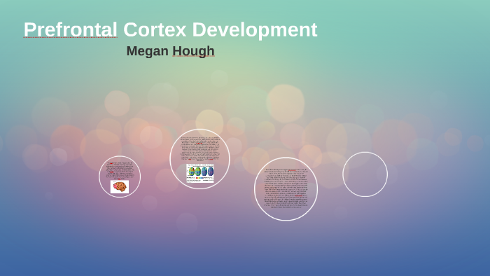 Prefrontal Cortex Development by Megan Hough on Prezi