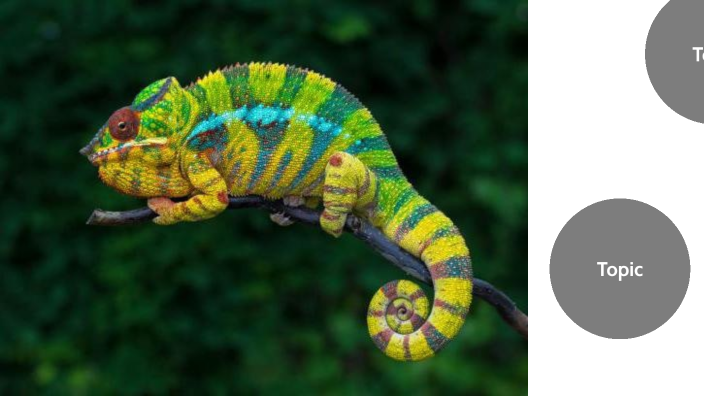 Chameleon Campaign by Zeyad Cibawaih on Prezi