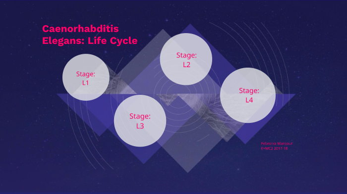 C. Elegans Life Cycle by Febronia Mansour on Prezi