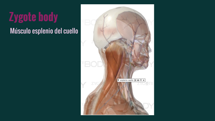 Músculo esplenio del cuello by KARINA MICHELLE SANTIAGO LEAL on Prezi