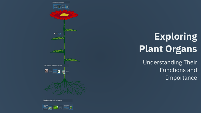 Exploring Plant Organs by Robin Holmes on Prezi