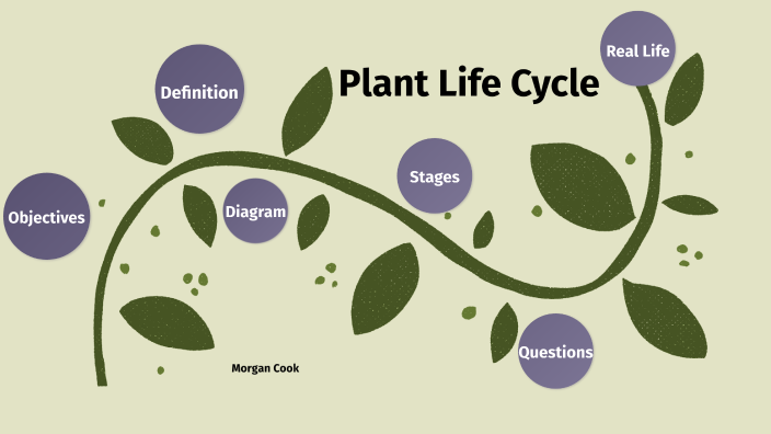 Plant Life Cycle by Morgan Cook on Prezi