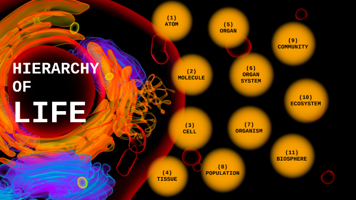 2025-1 Bio: Hierarchy of Life Mini-Project by Hyeryu Won on Prezi
