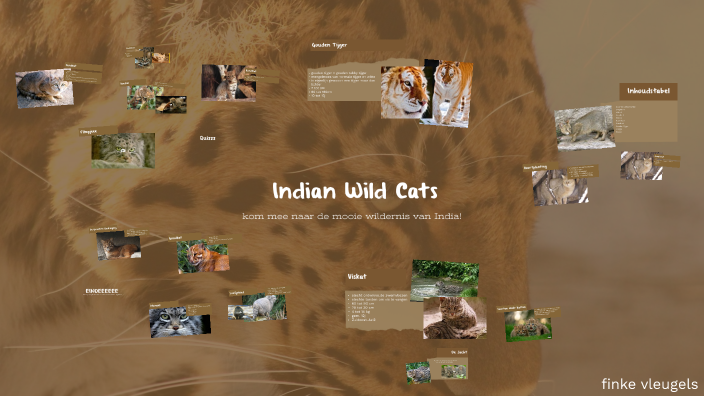 Indian Wild Cats by L6A 20 HHHLS on Prezi