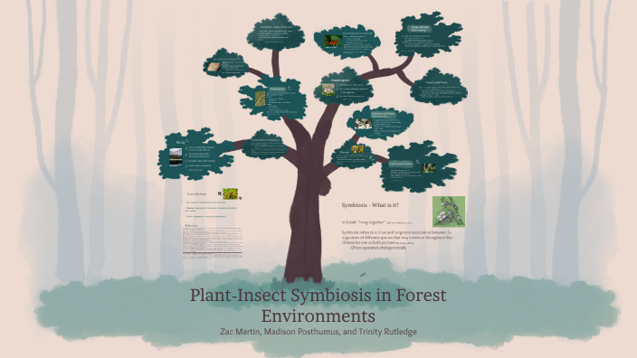 Plant-Insect Symbiosis in Forest Environments by Trinity Rutledge on Prezi
