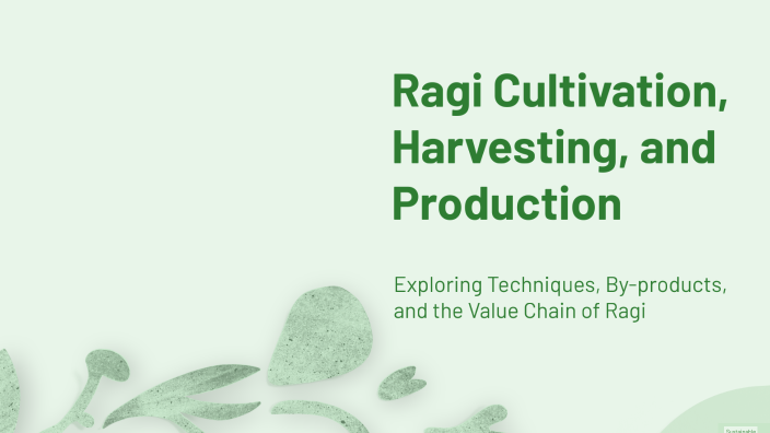 Ragi Cultivation, Harvesting, and Production by Chandu L on Prezi