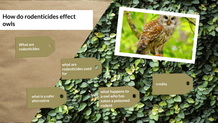 owls by John Schulze on Prezi