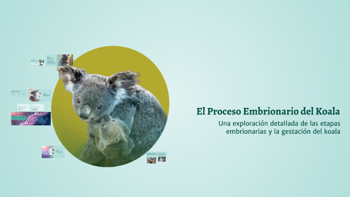 El Proceso Embrionario del Koala by Tomás Ortegon on Prezi
