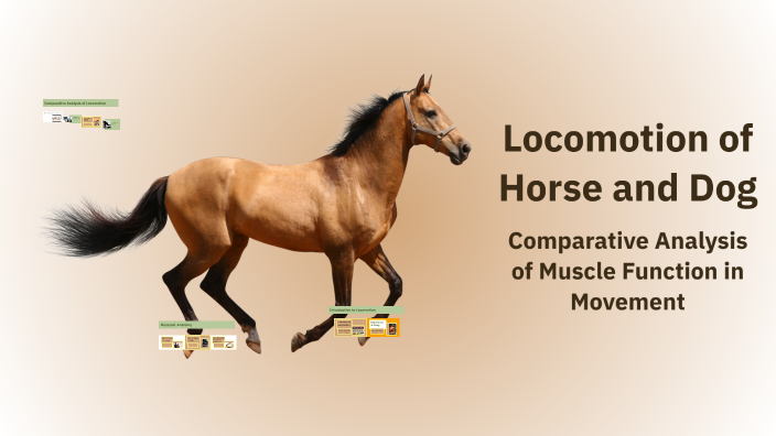 Locomotion of Horse and Dog by Dr/ Ahmed Salah on Prezi